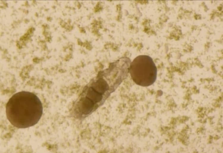 Even 30 years of deep freeze can't stop the water bear - Macleans.ca