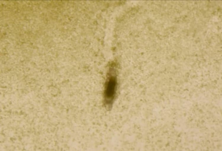 Even 30 years of deep freeze can't stop the water bear - Macleans.ca