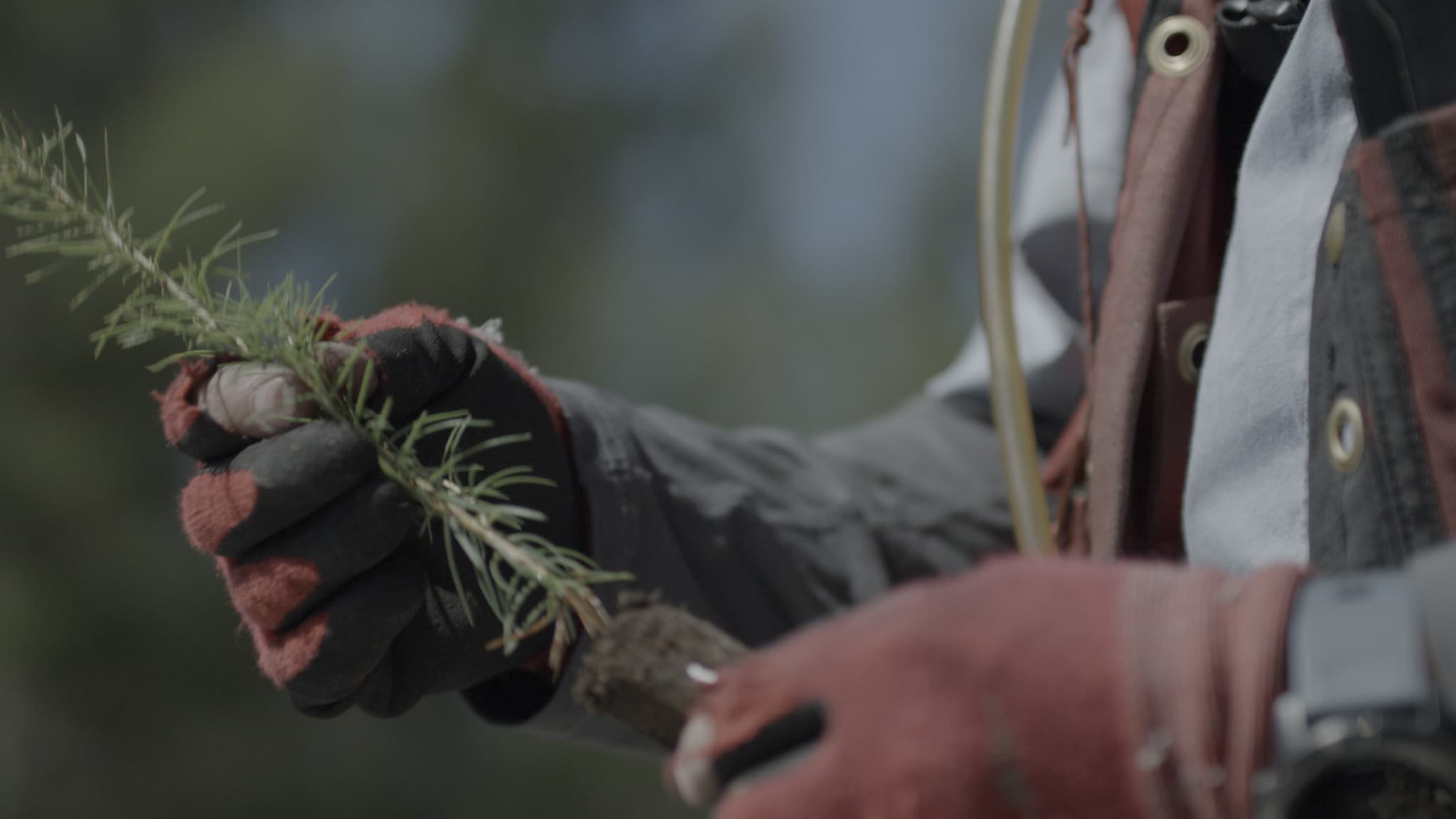 How Indigenous-Led Efforts are Restoring Wildfire-Impacted Forests ...